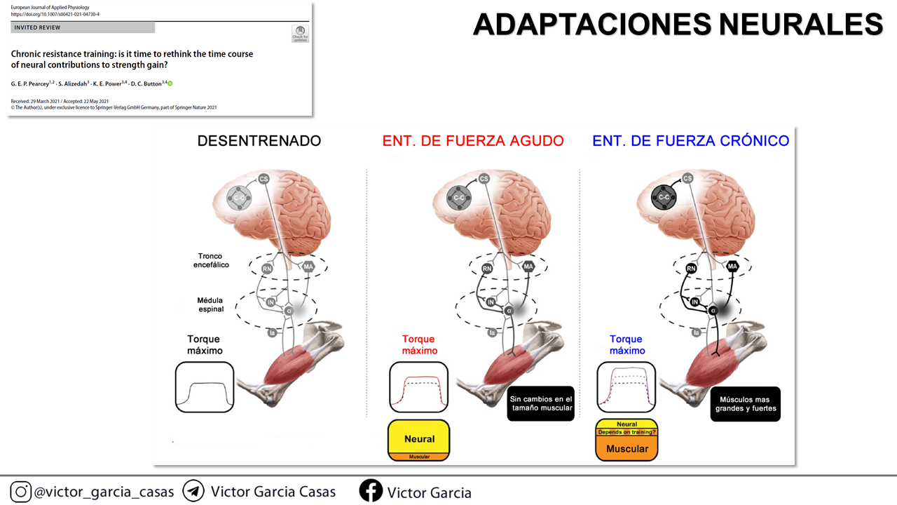 Low cost fisiologia entrenamiento hipertrofia – ACE