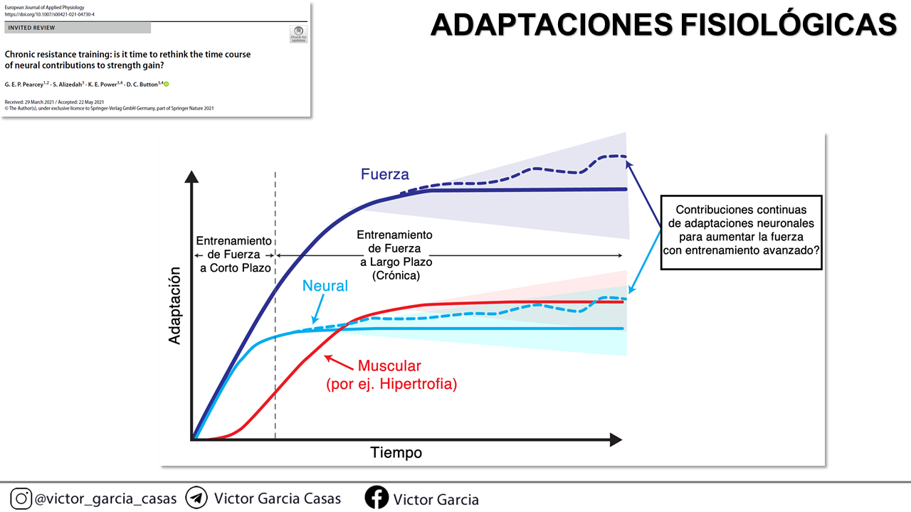 Low cost fisiologia entrenamiento hipertrofia – ACE